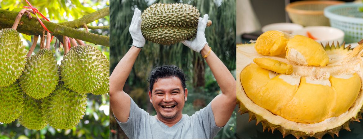 Best Durian Spots in Singapore